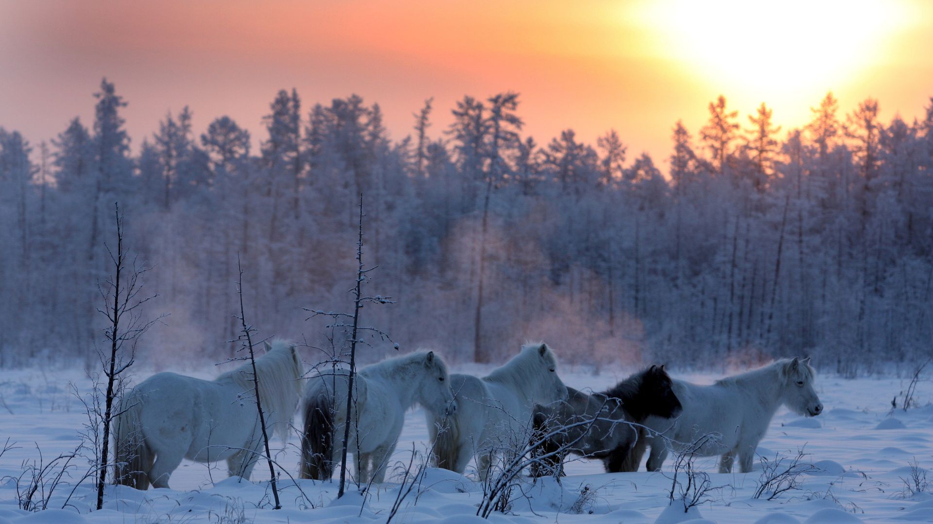 Yakutsk: World's Coldest City In Russia Freezes To Minus 50 Degrees