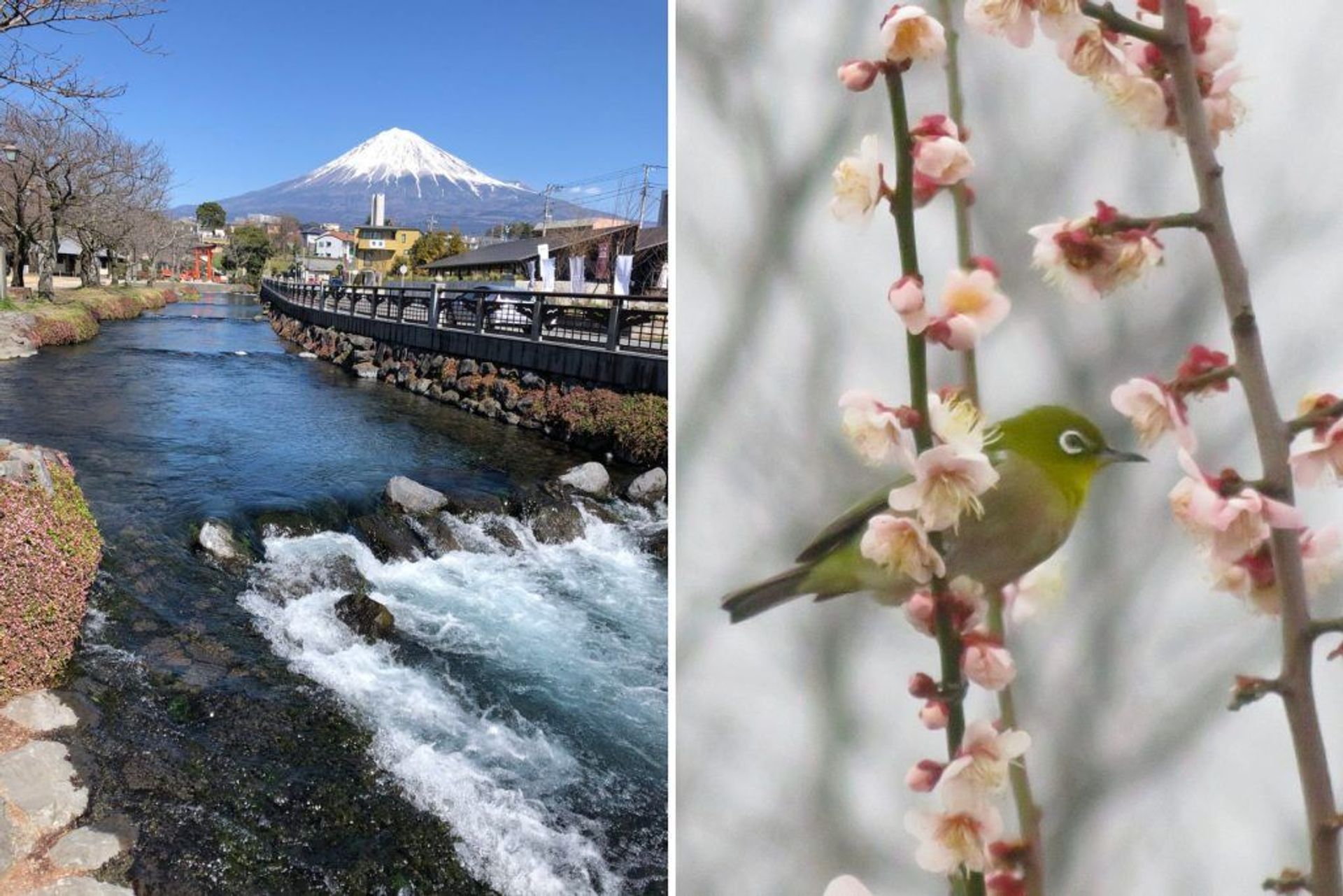 Why You Should Plan Your Japan Travels Around Its 72 Microseasons