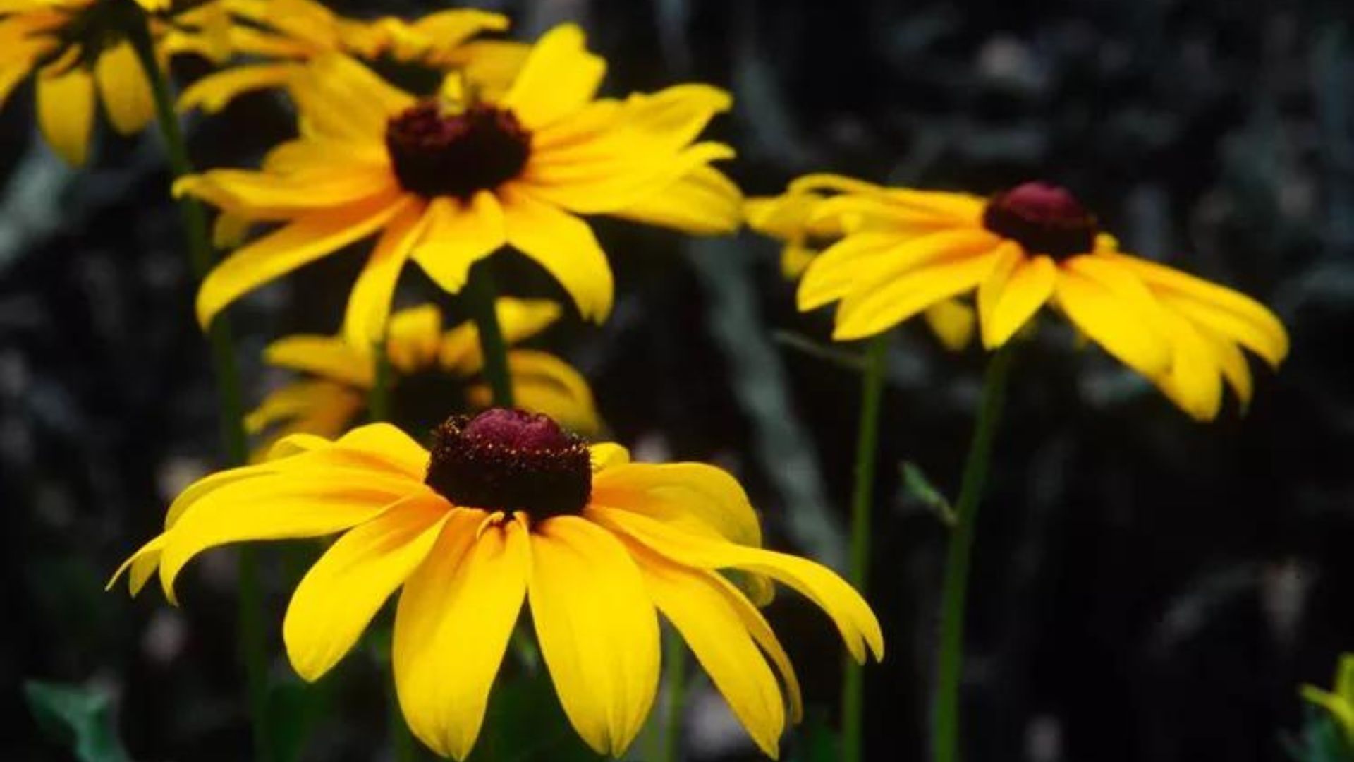 This Valley in Great Smoky Mountains National Park Is Filled With Flowers