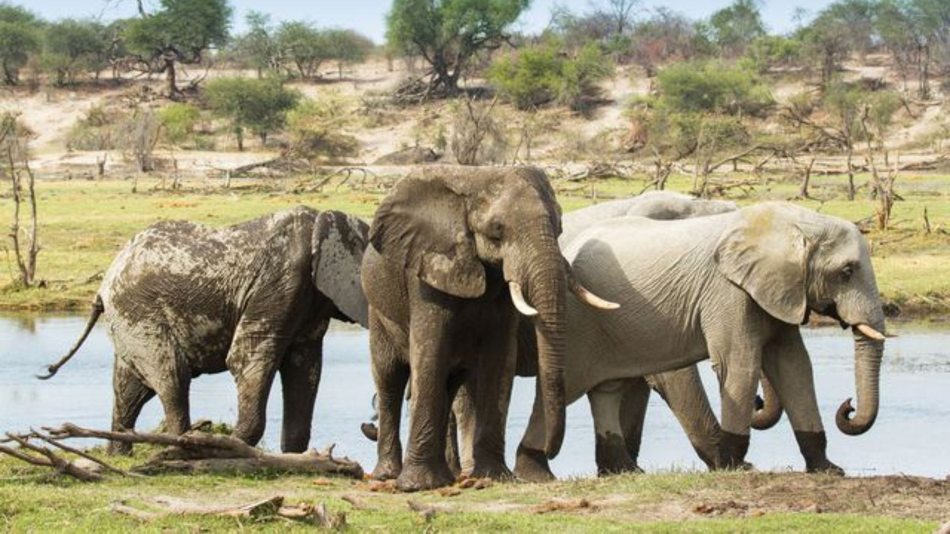 This Safari Experience In Botswana Includes Sleeping Under The Stars
