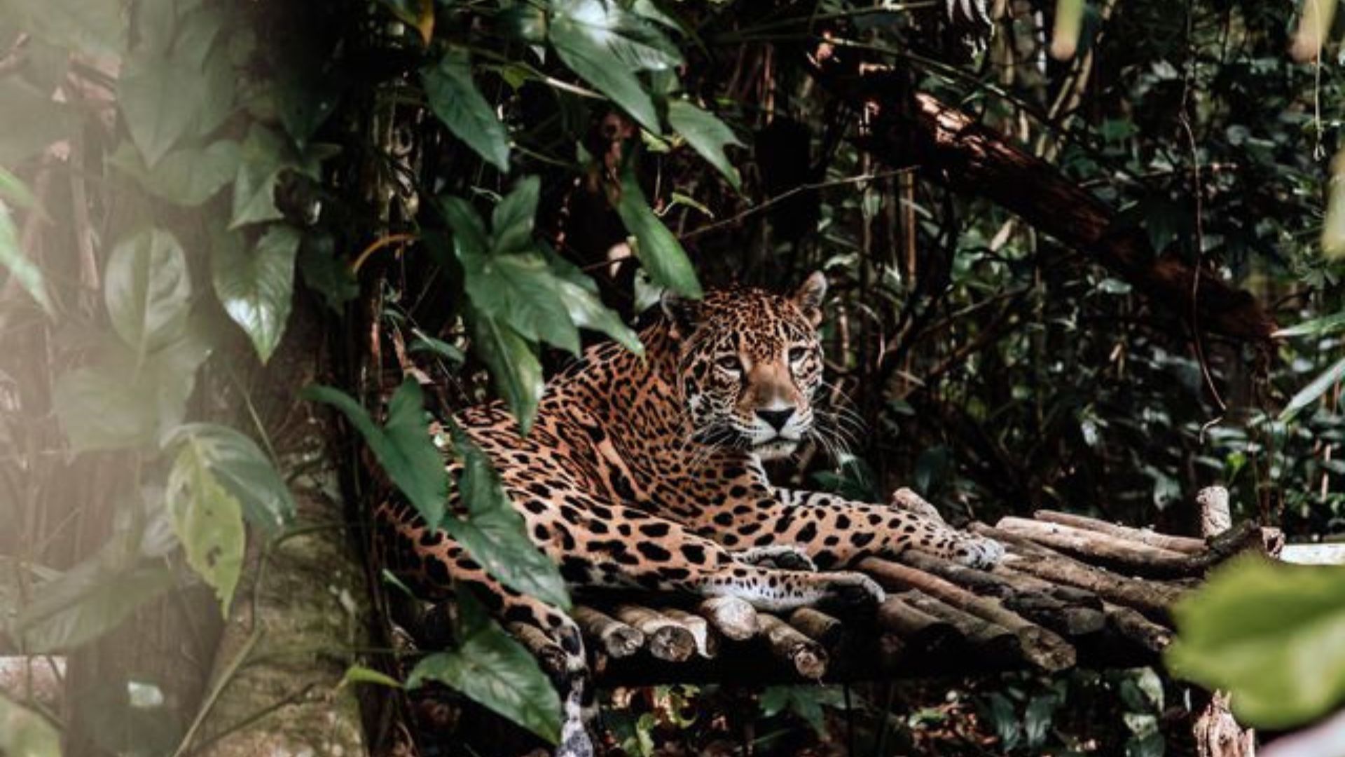 The 20 Best Things To Do In Belize