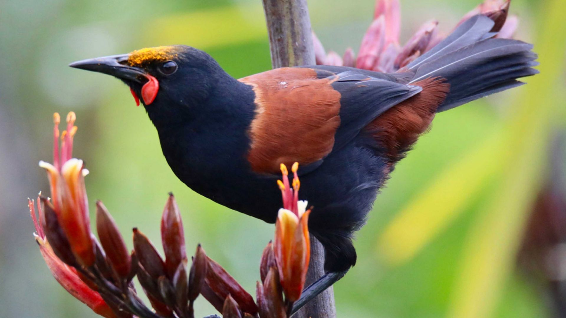 Animal Rescue Centres (Like Vantara) Around The World: Guided Tours 2024