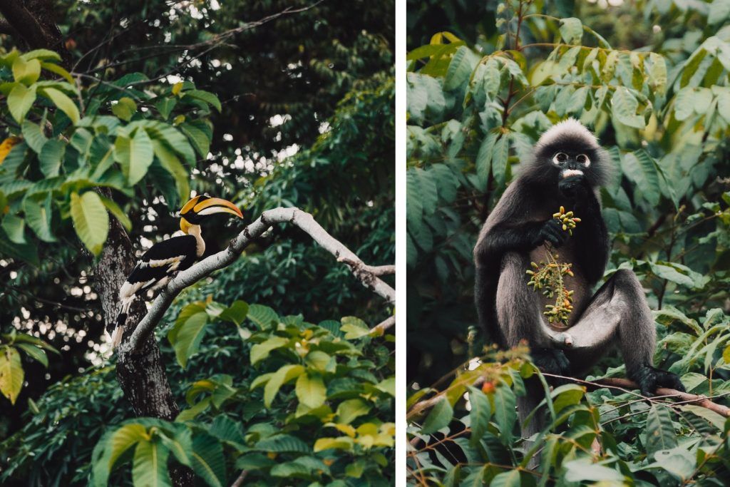 Eco-Luxury and The Datai Langkawi’s Pledge for Sustainability