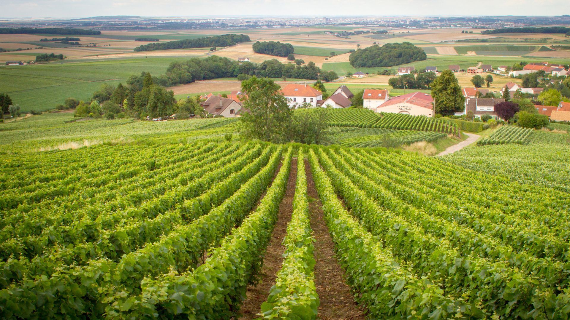 Red Wines To Champagne - Guide To Must-Try French Wines (With Prices) 2024