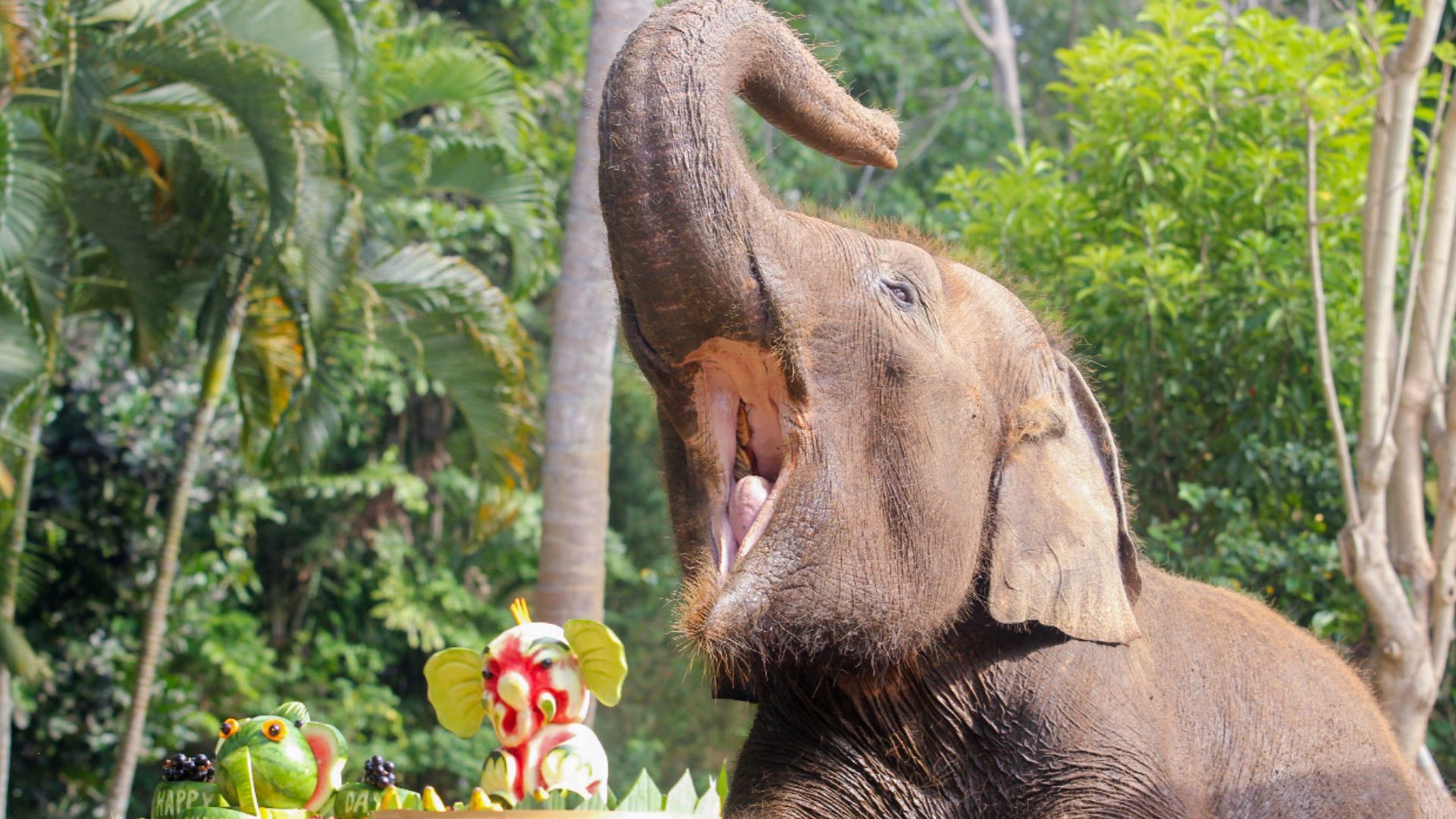 Bali Zoo: Tickets, Attractions And Everything Else You Need To Know