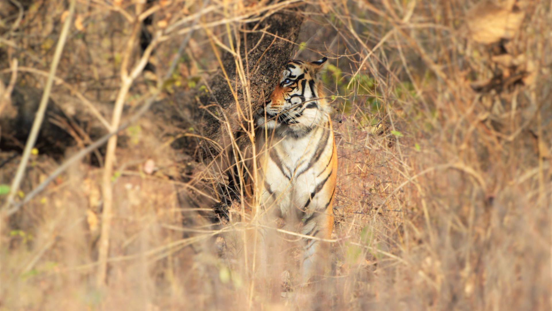 Tigers, Tribes And Terrains Of Panna National Park