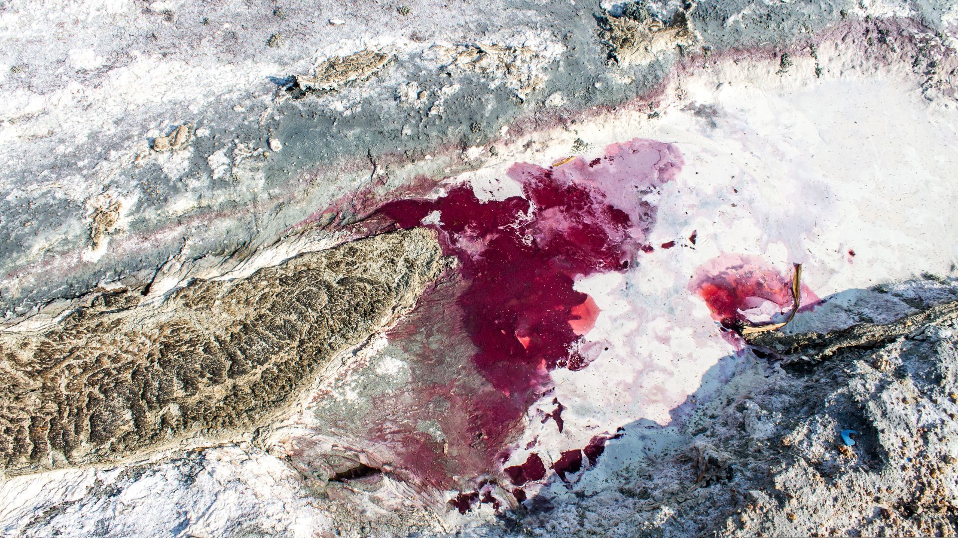 Soaking The Salt, Stars, And Stories of Rajasthan's Sambhar Lake