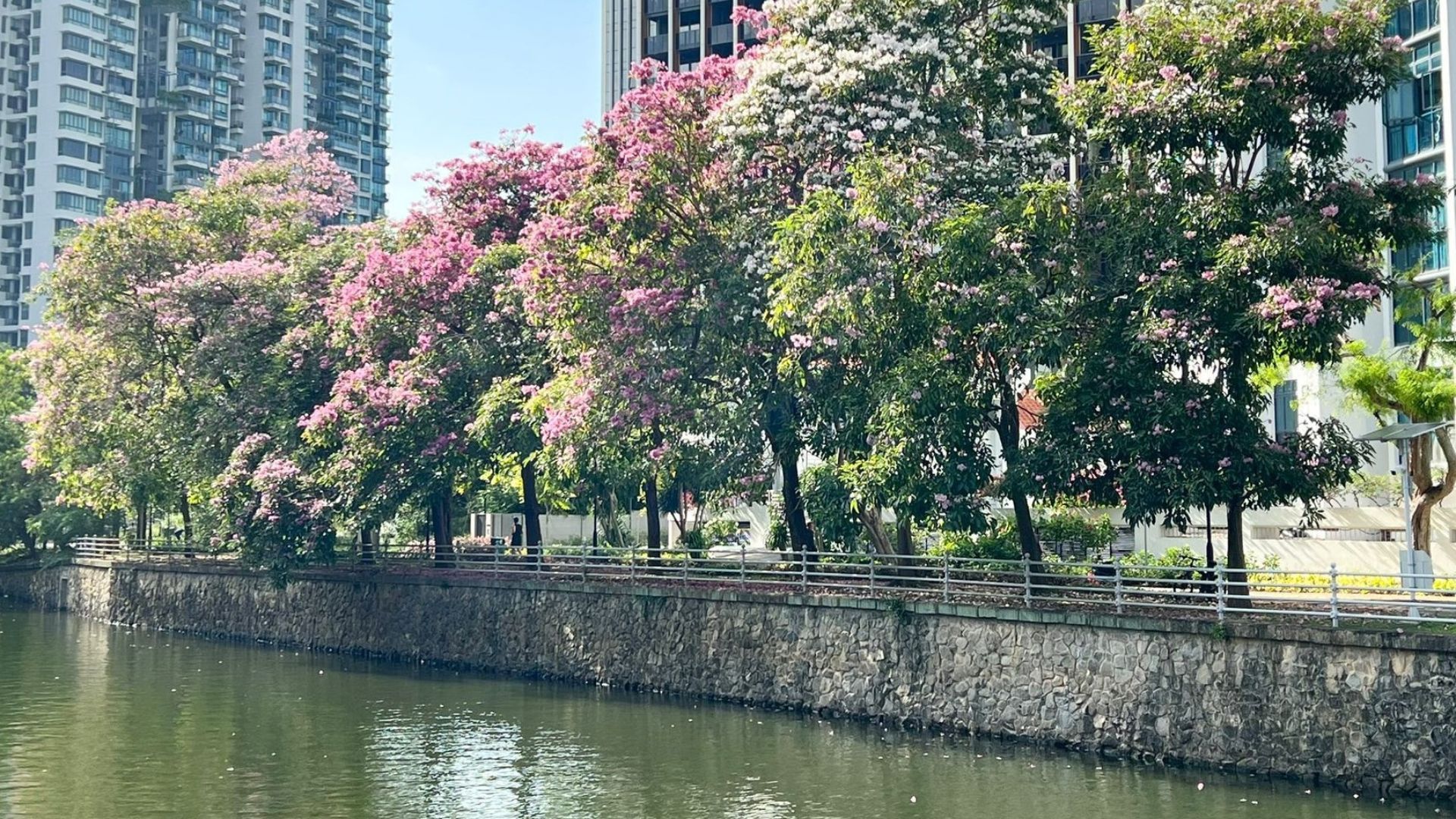 Trumpet Flowers Bloom In Singapore Announce "Cherry Blossom" Season