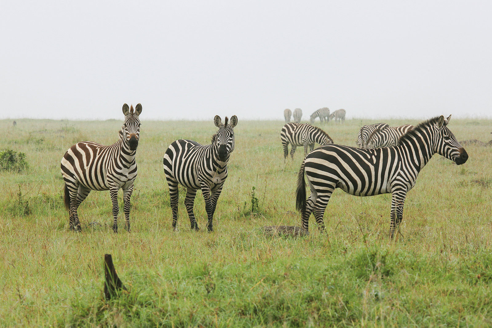 Journey to the Heart: A Maasai Mara Family Safari