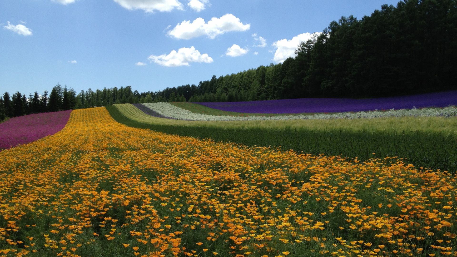 Hokkaido Itinerary: Spend 10 Days In Northern Japan's Untouched Island