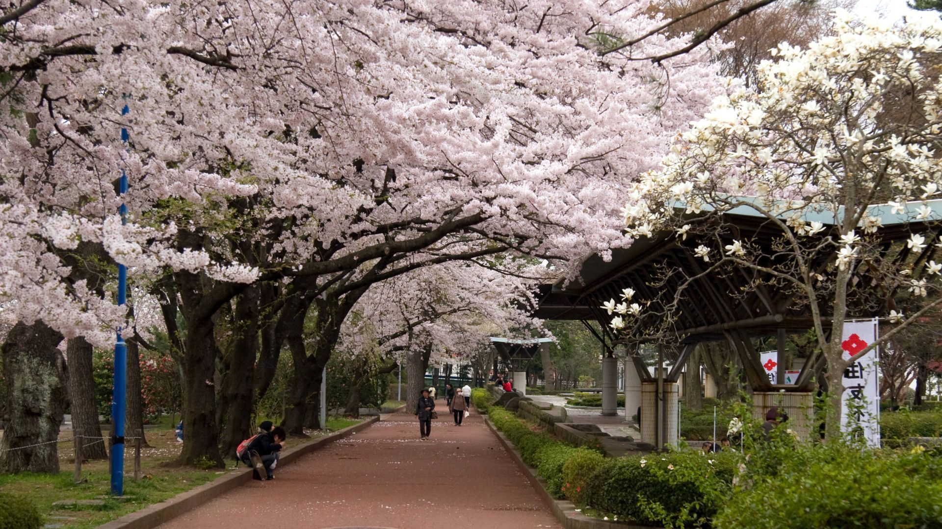 Best Time to Visit Japan: A Seasonal Guide