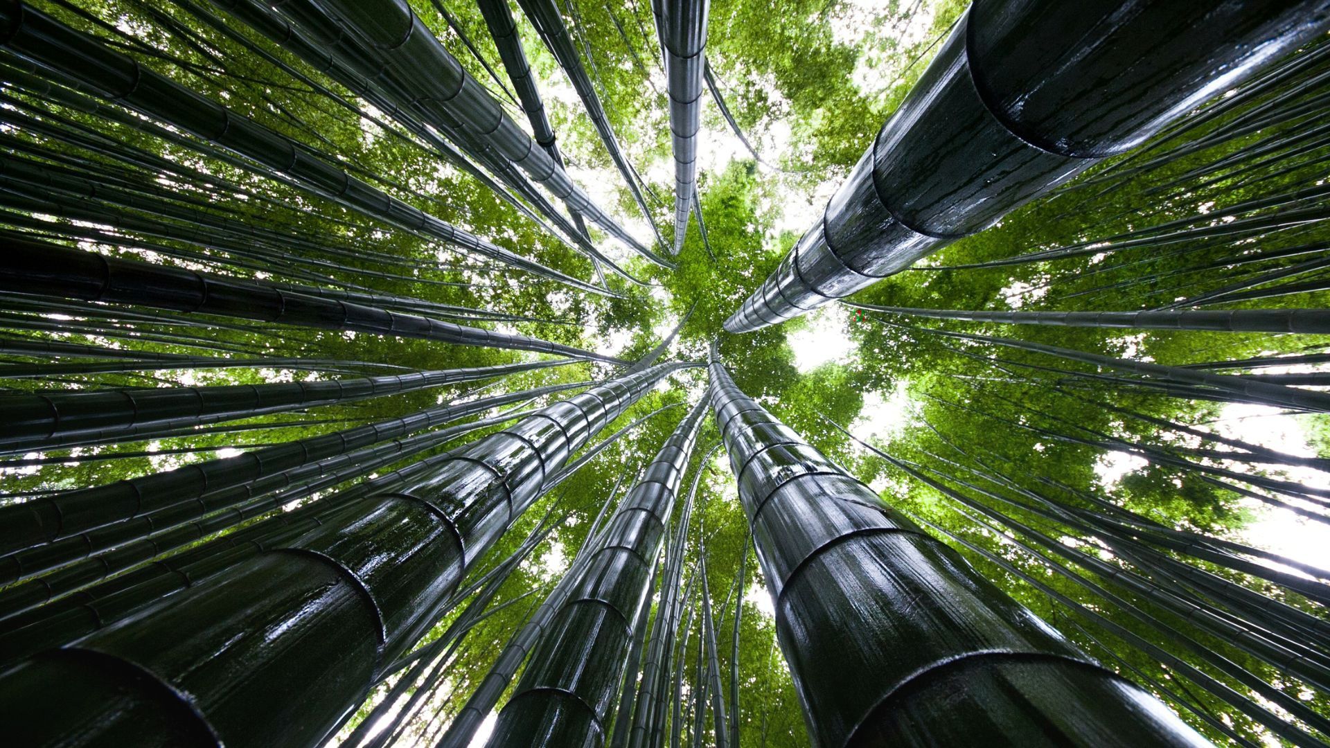 Day Trips From Tokyo: The Best Retreats To Unwind And Explore Around