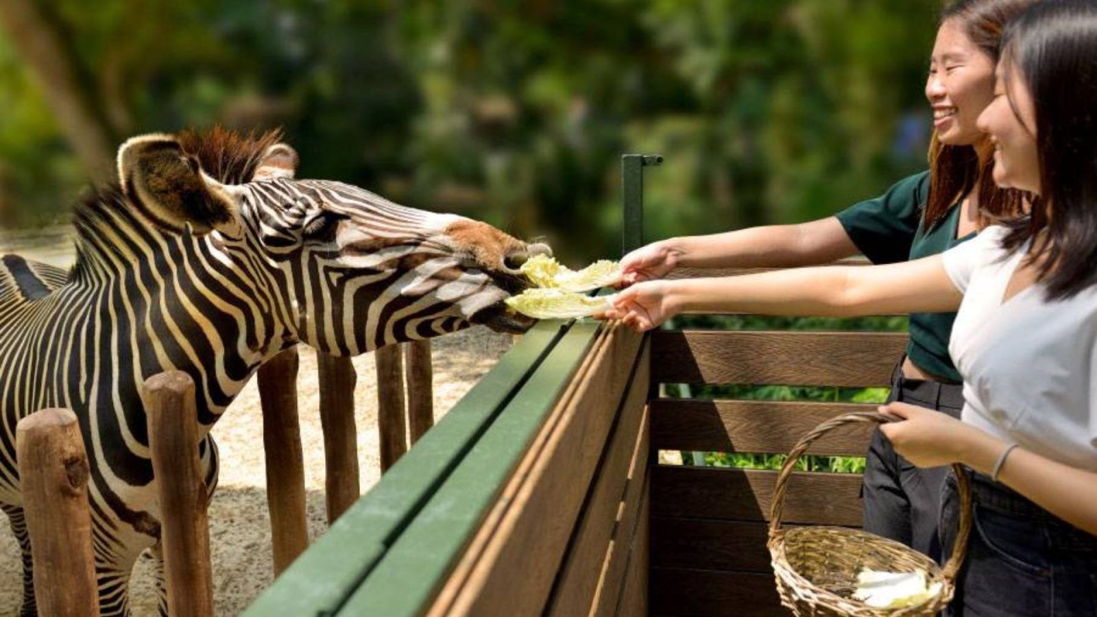 Singapore Wildlife Escapes For A Walk On The Wild Side