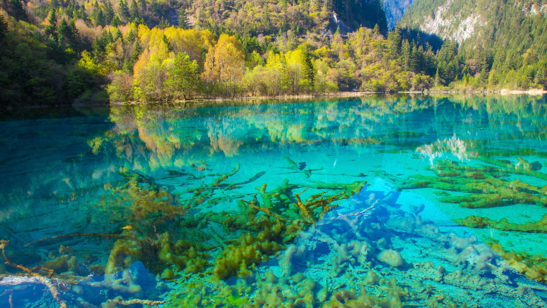 Jiuzhaigou National Park: Uncover China’s Dreamiest Nature Destination