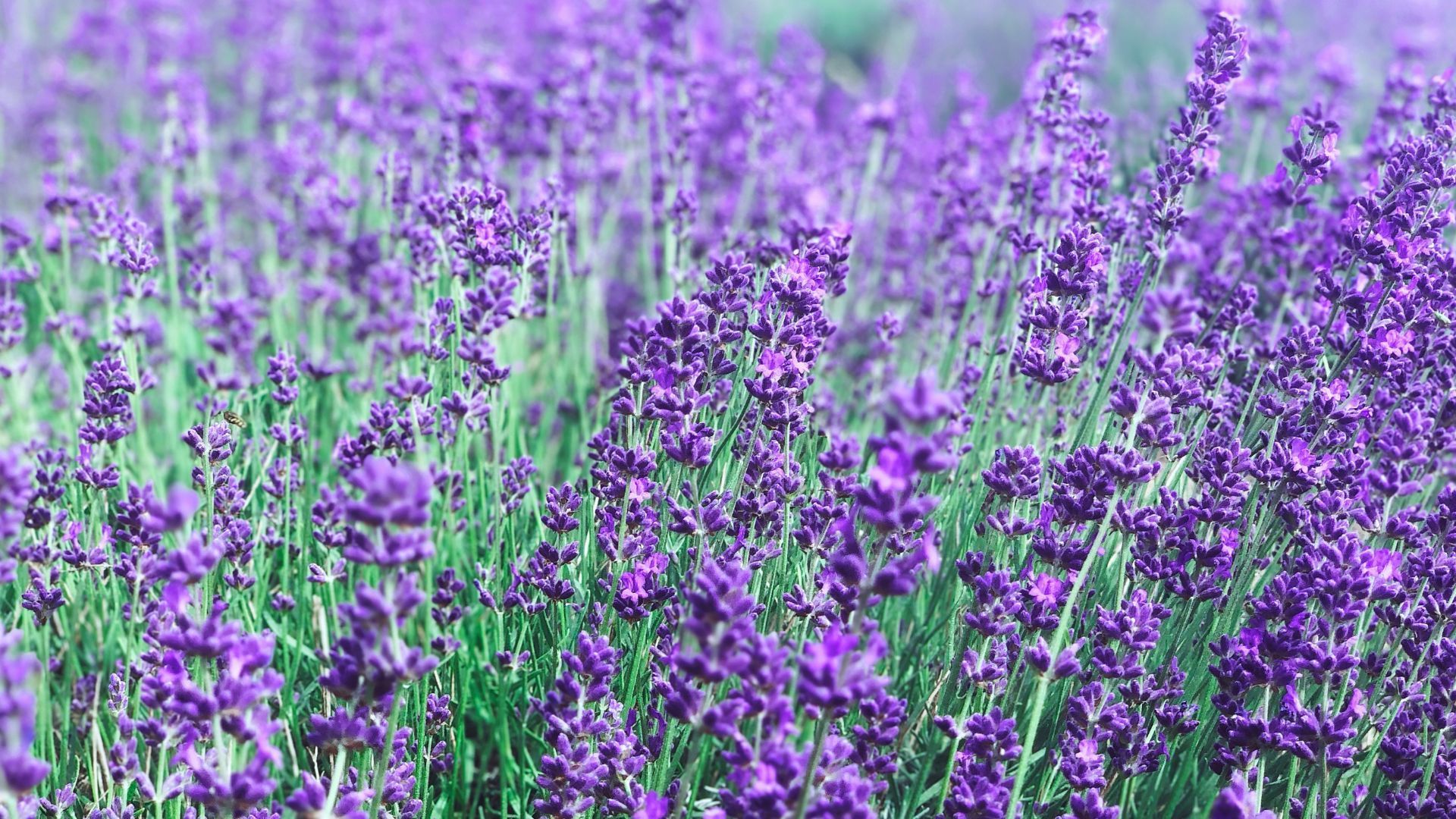 This US 'Lavender Trail' Rivals The Fields Of Provence