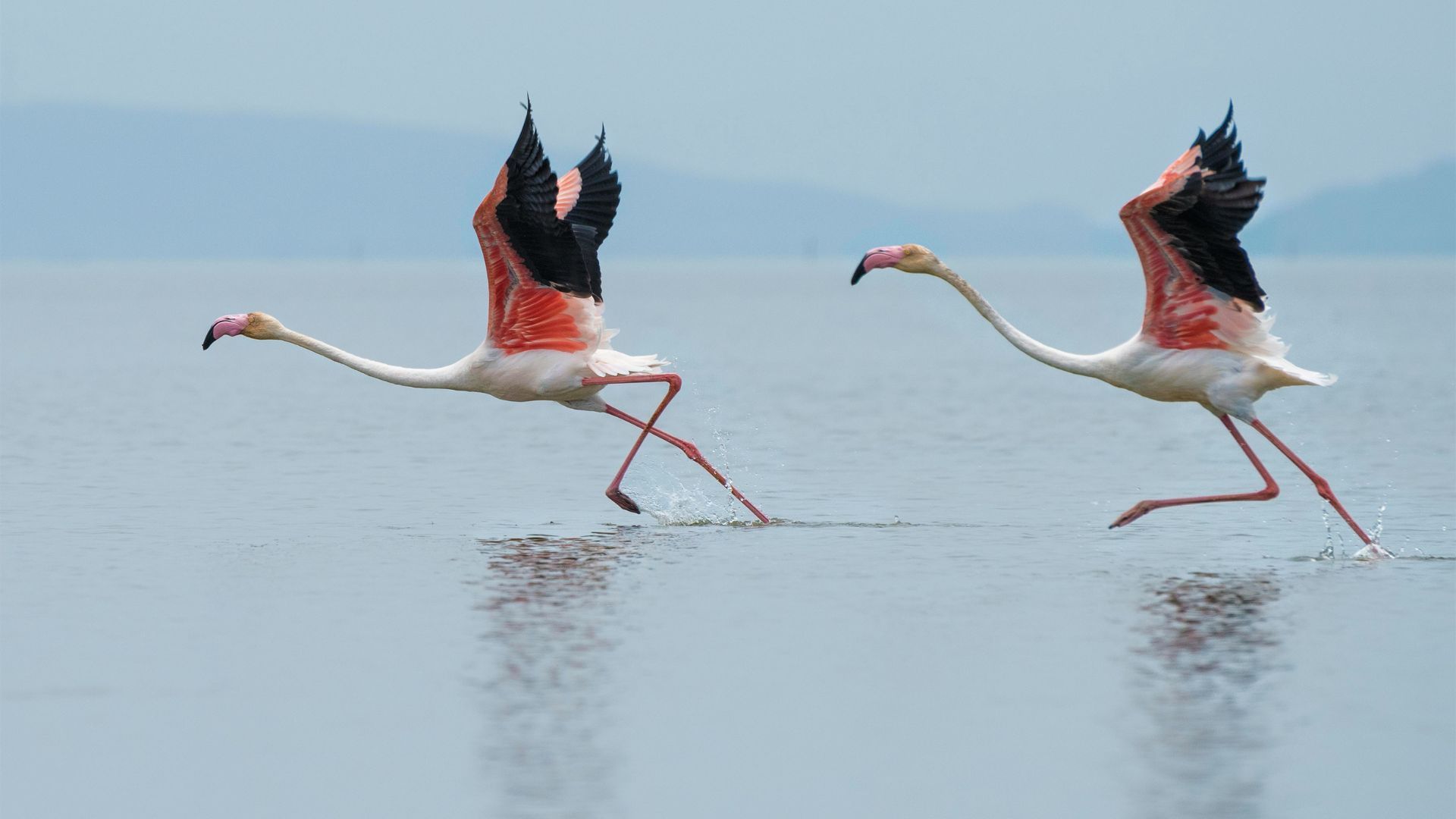 Flamingos In India: Where, Where And How To See