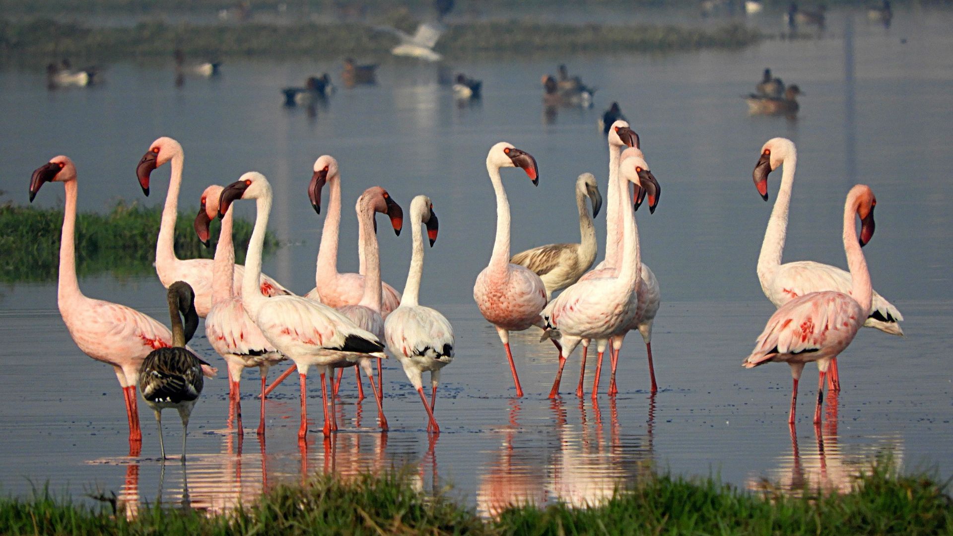 Flamingos In India: Where, Where And How To See