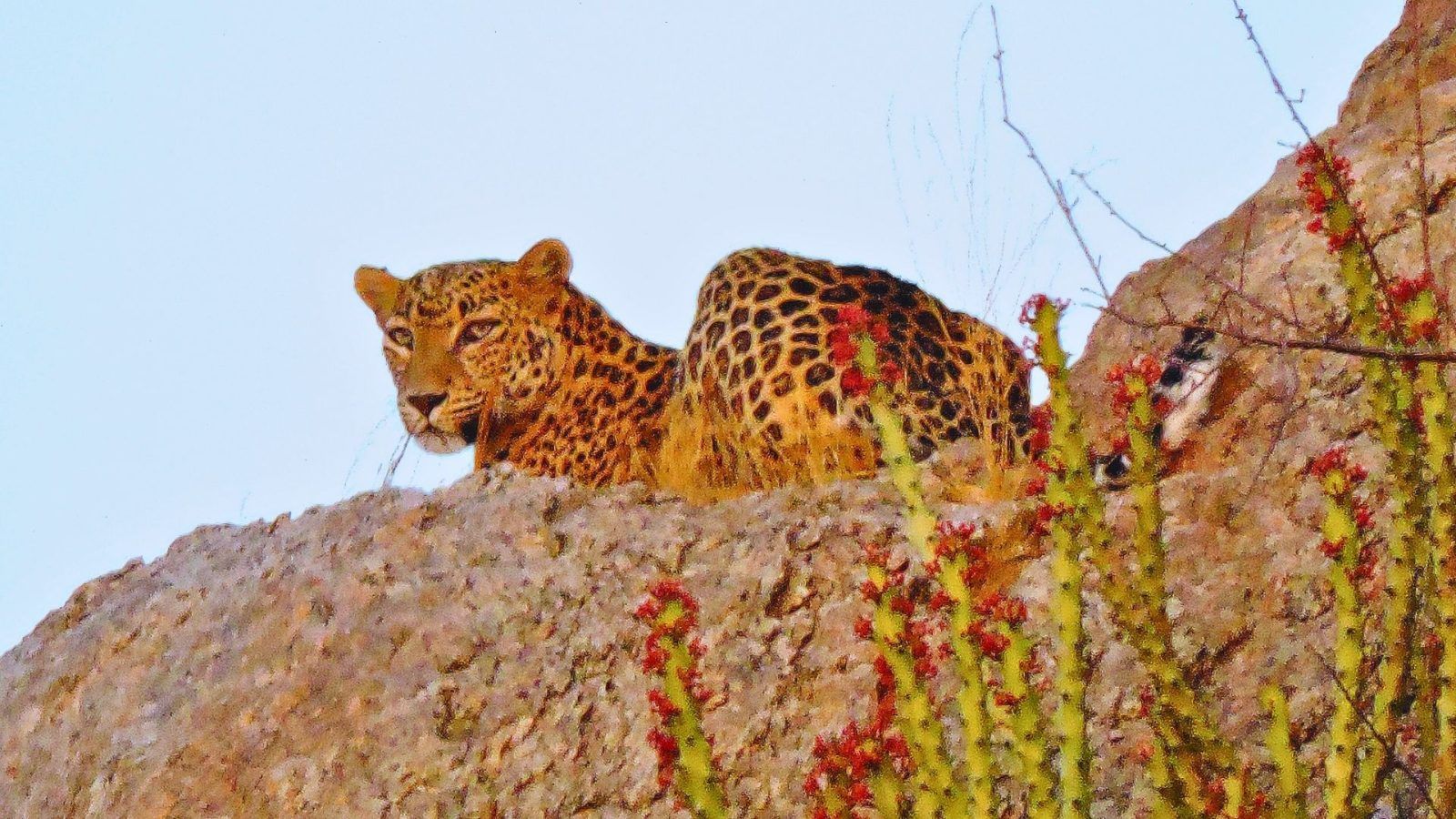 Jawai Leopard Safari: How I Chased The Spotted Sensation