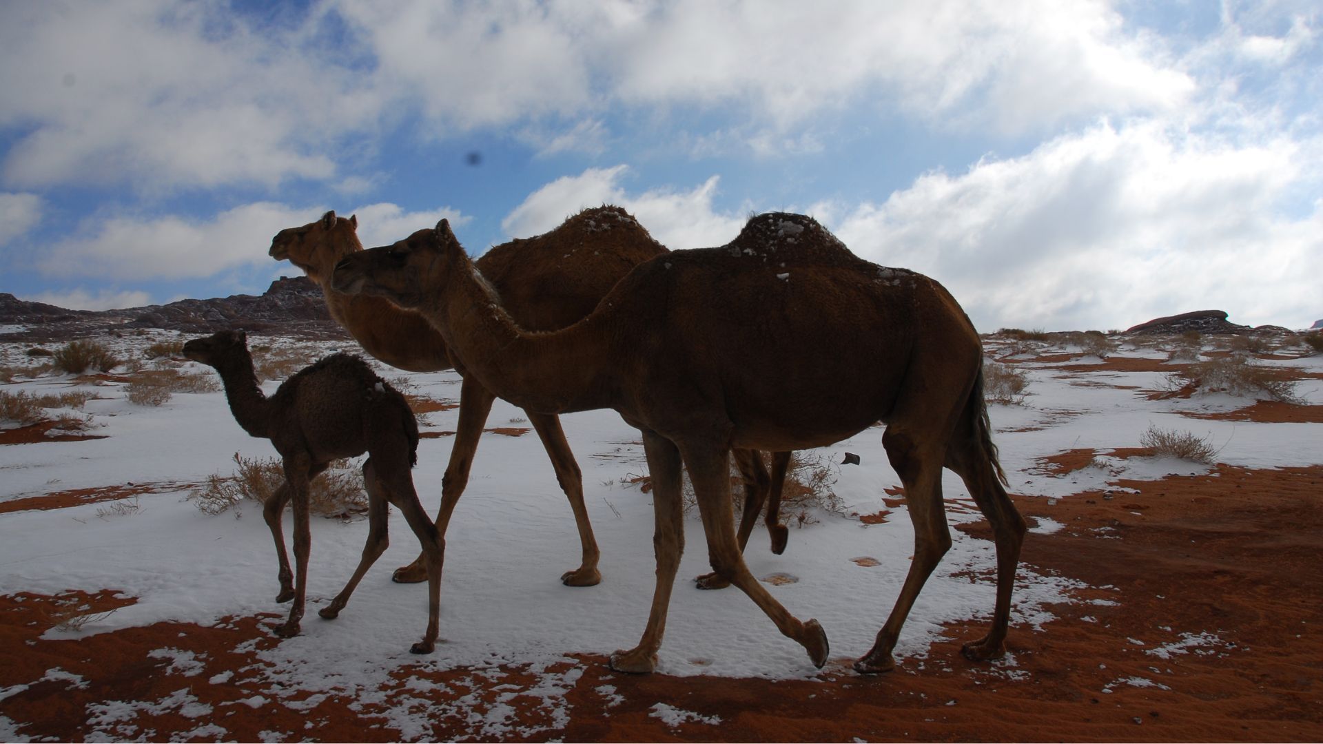 Snow In Desert? These Arid Landscapes Turn Pure White During Winter