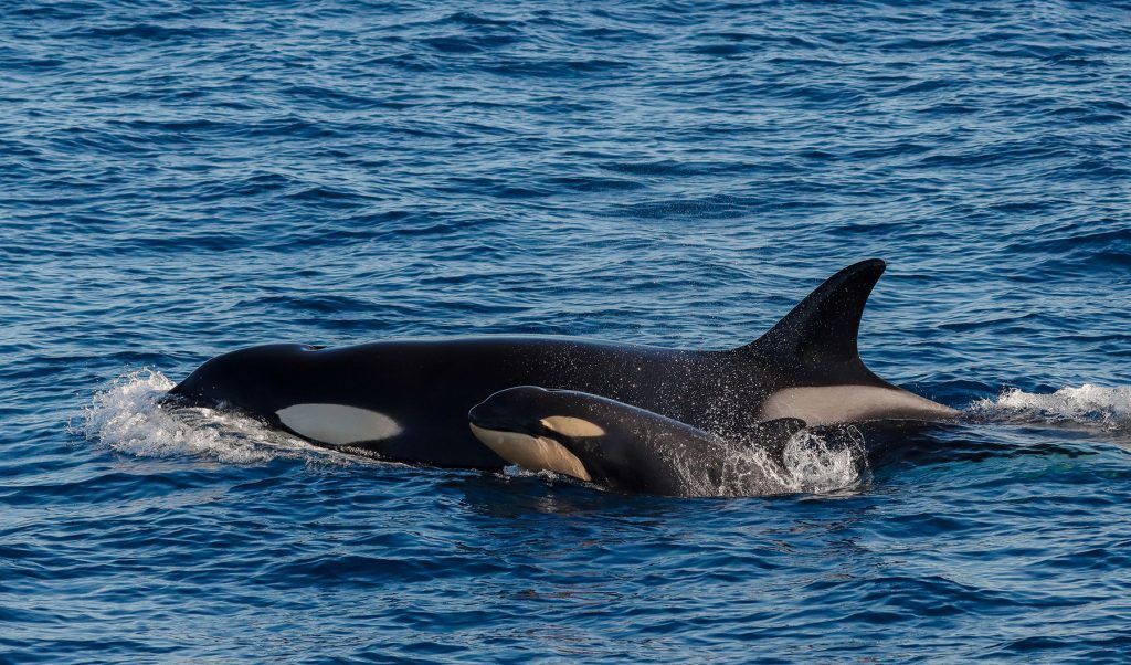 Why Your Soul Will Thank You After a Deep Dive With Whales