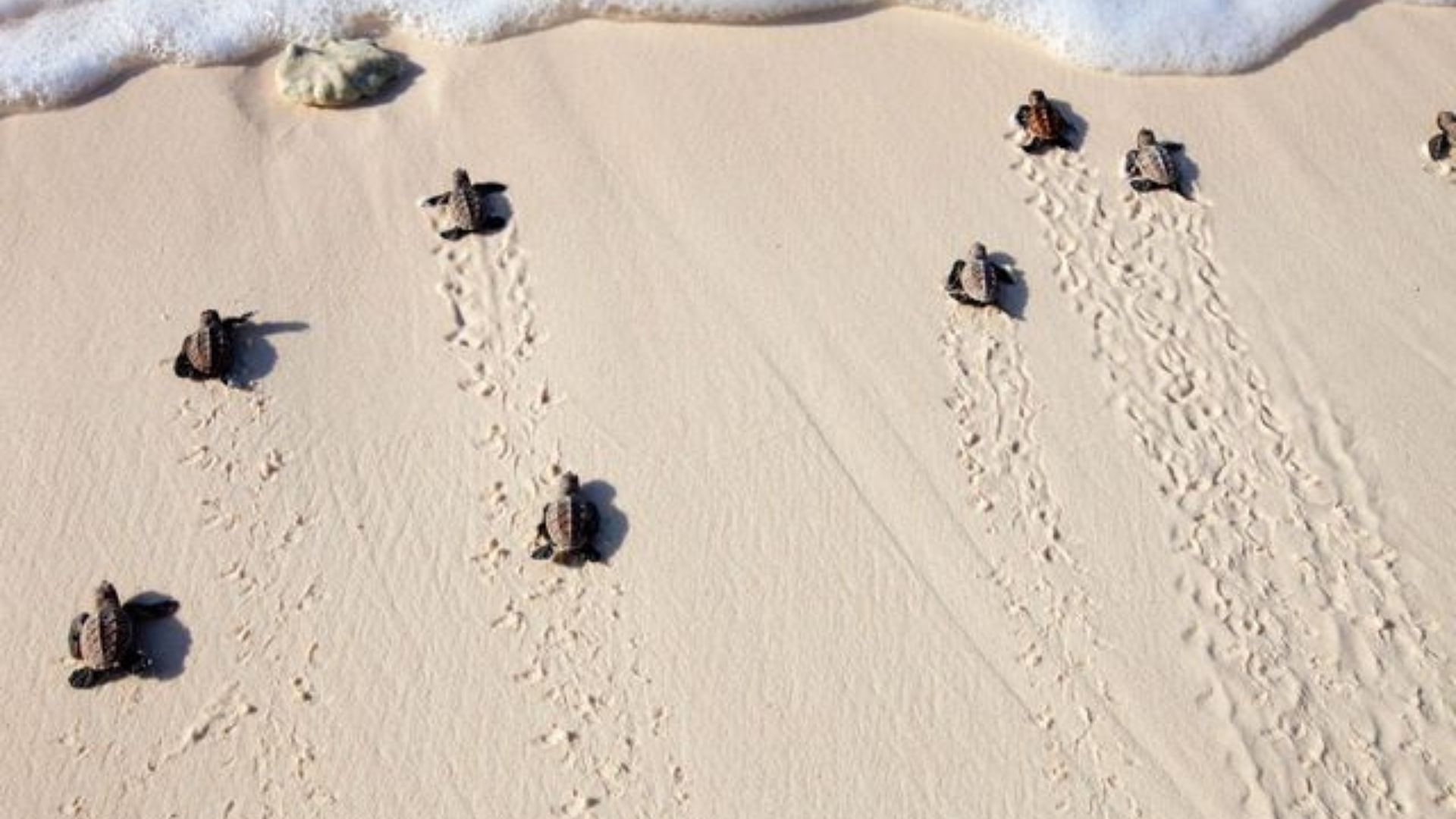 20 Best Things To Do In Anguilla