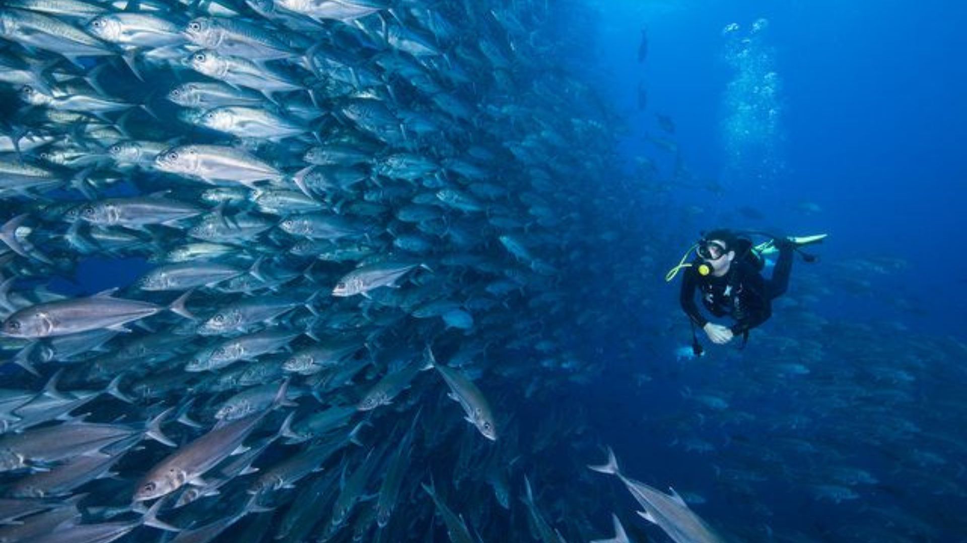 19 Destinations With the Best Scuba Diving in the World