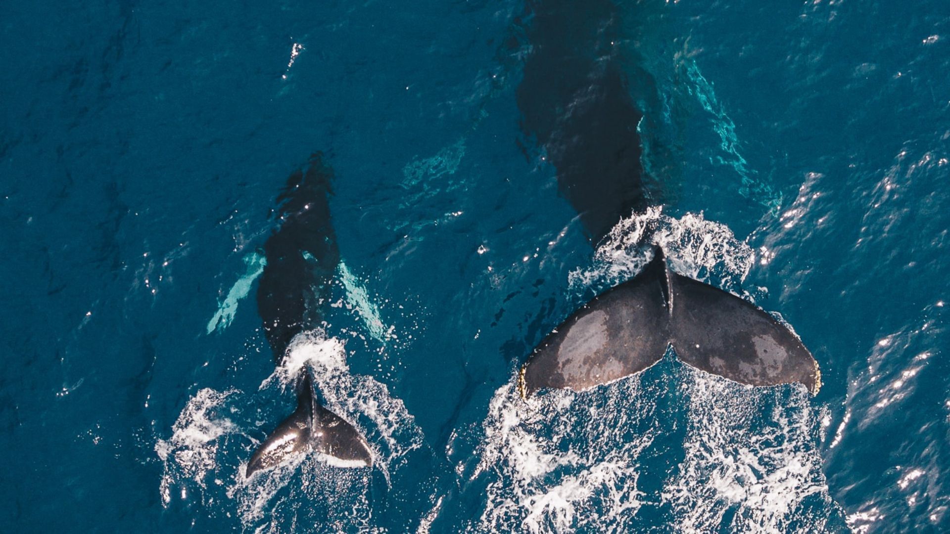 Best Whale-Watching Destinations Around The World