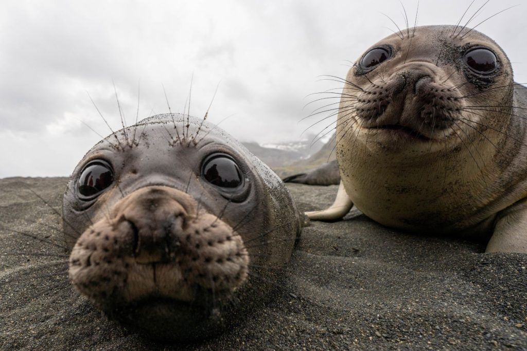 Climate, Penguins & Polar Snorkelling: What I Learned Cruising Antarctica
