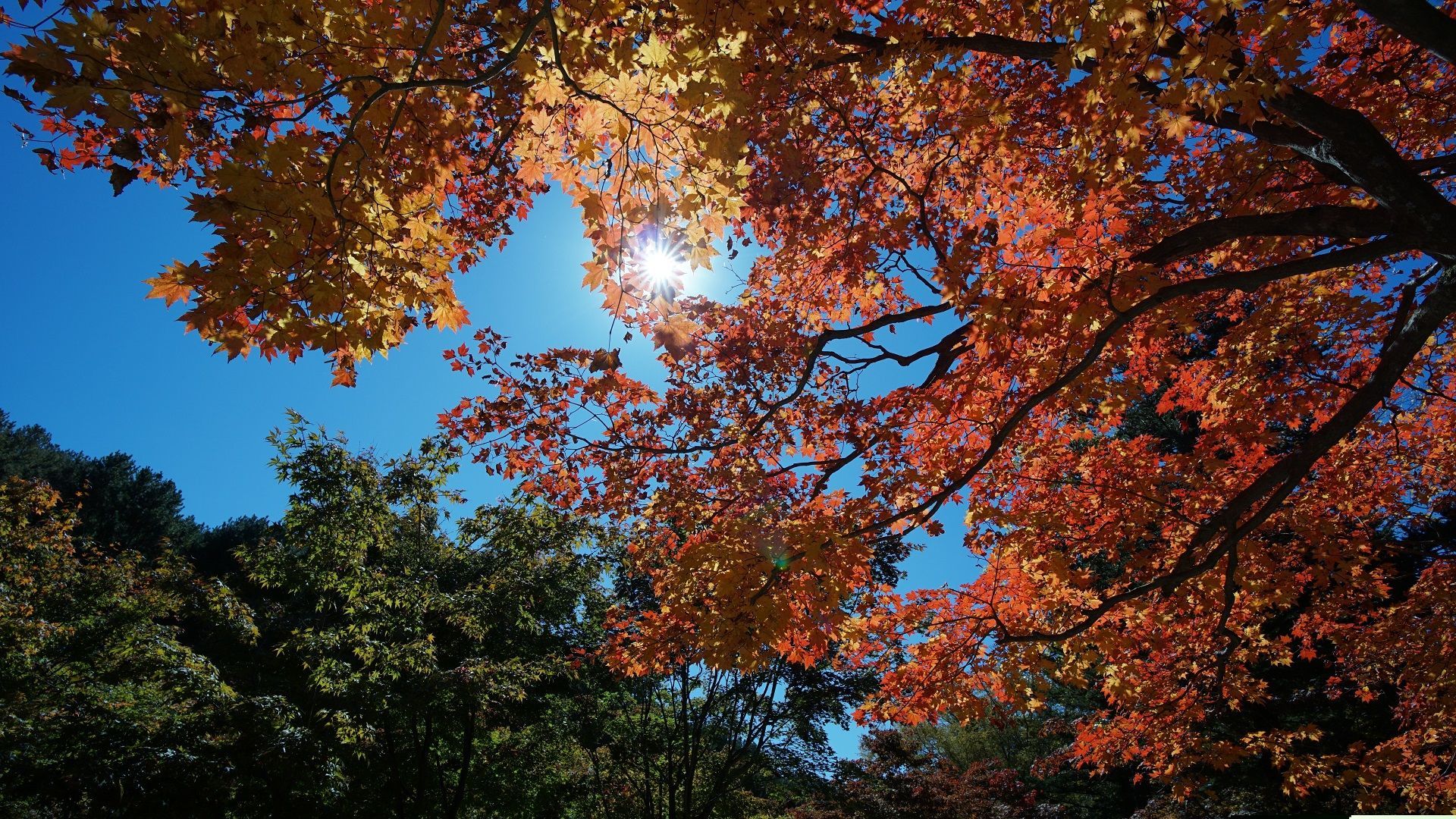 Best Places To Witness Fall Foliage Across Asia