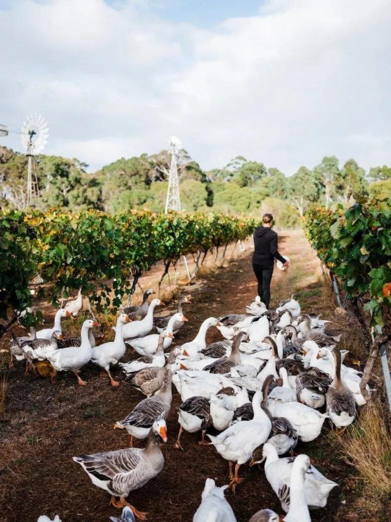 Some of Australia’s Best Wine Is Surfing the Organic Wave