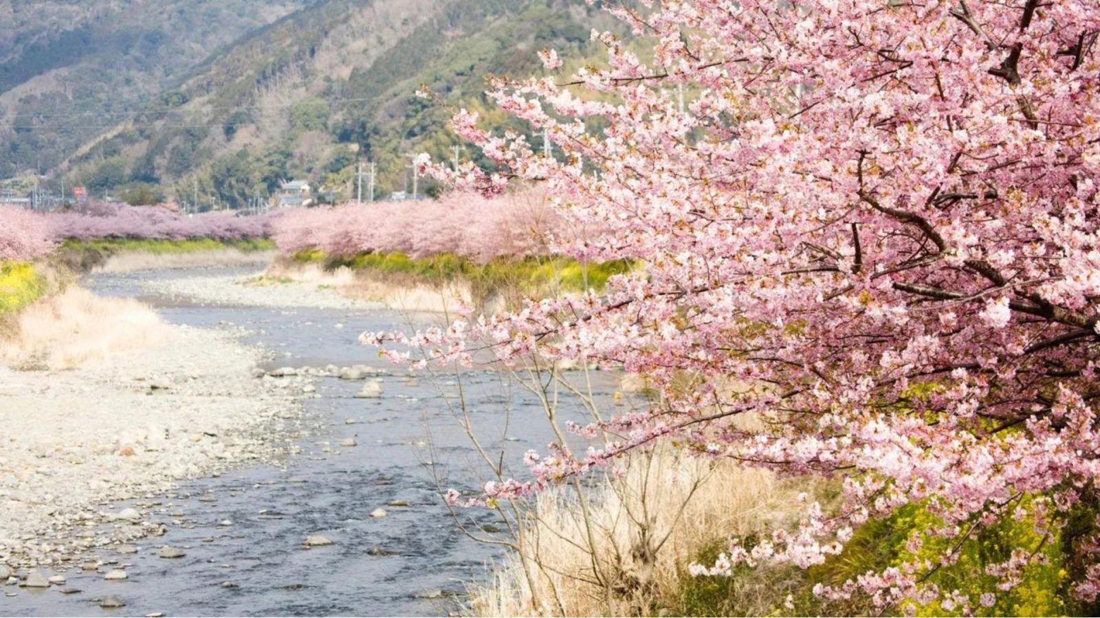 Kawazu Cherry Blossom Festival: Earliest Cherry Blossoms In East Japan