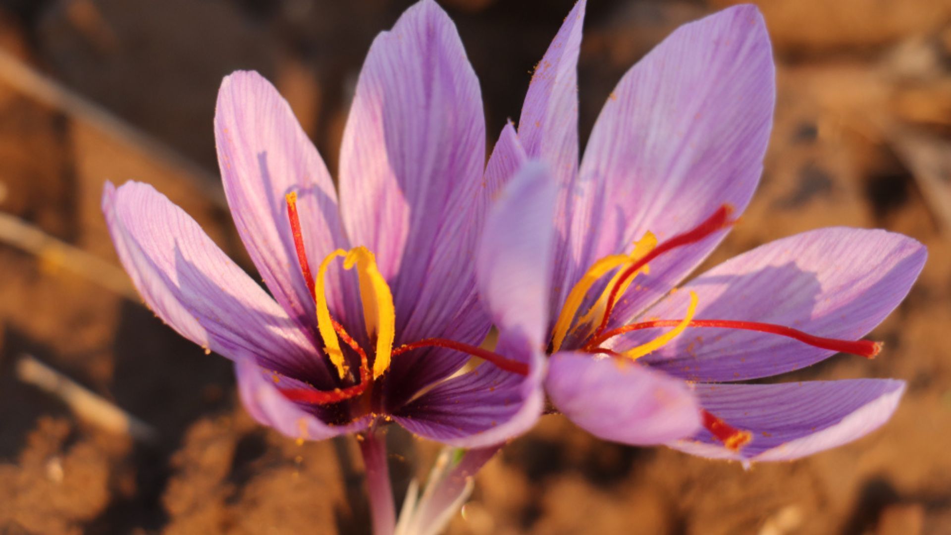 The Ultimate Guide To Shopping In Kashmir: What To Buy And Where