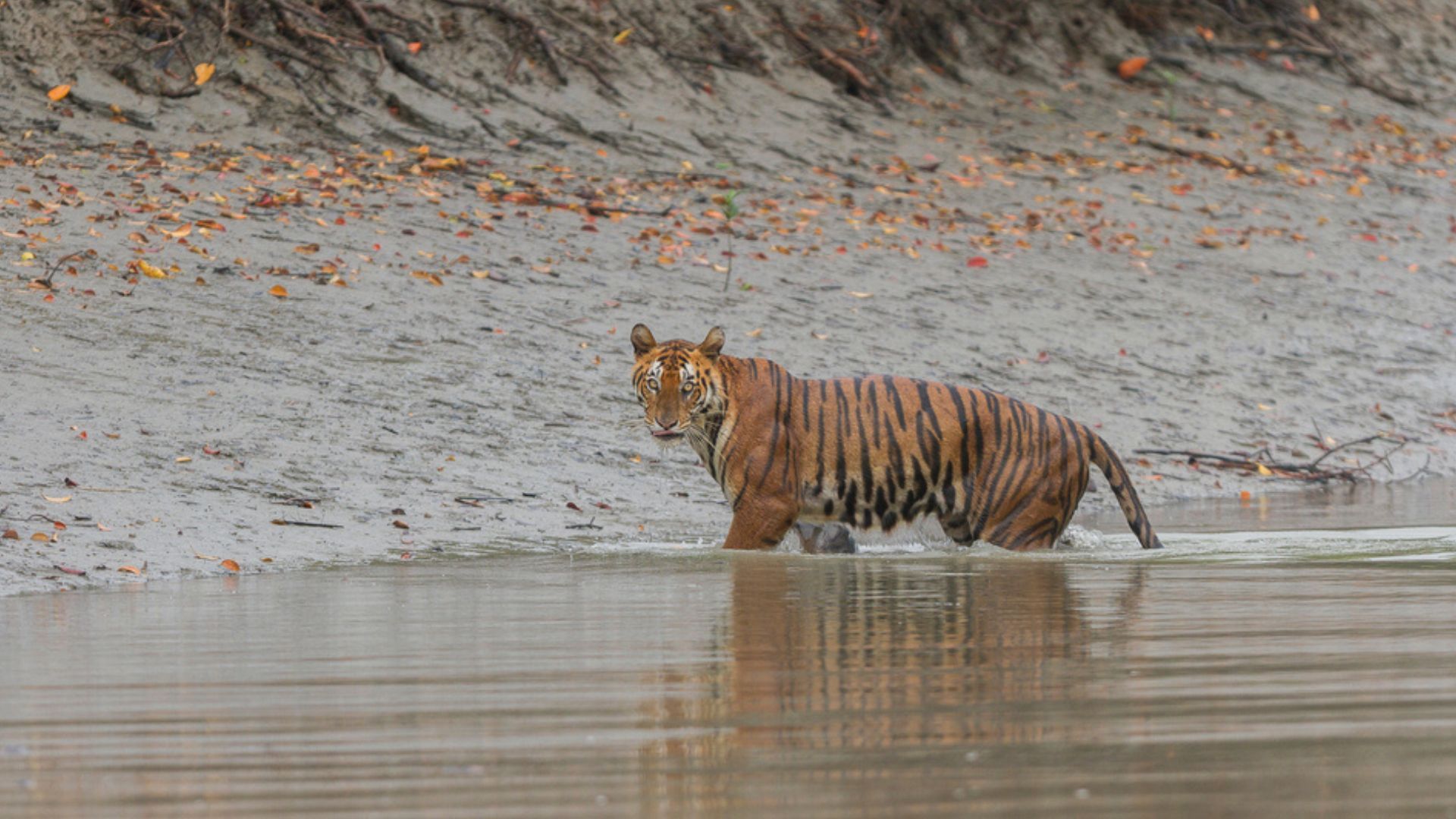 Tiger Safari In India: Best Destinations To Spot The Silent Hunter