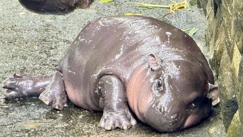 Here's The Ultimate Guide On How To Visit Moo Deng