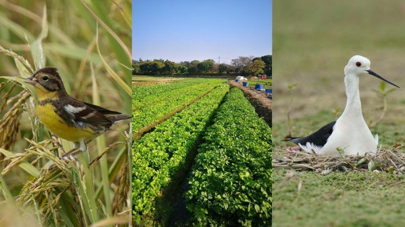 Hong Kong's Long Valley Nature Park Finally Opens To Public