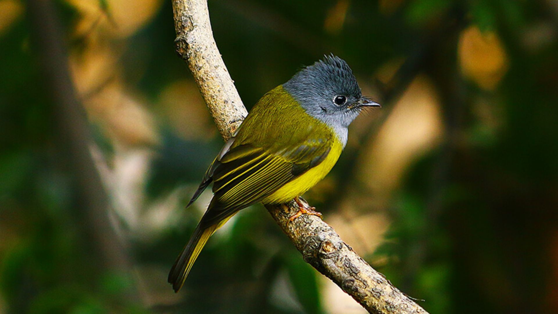 Best Places To Visit And Things To Do In Rajasthan's Mount Abu