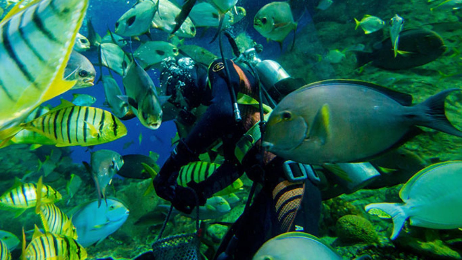 Aquariums In Thailand: Explore The Best Marine Life Attractions Up Close