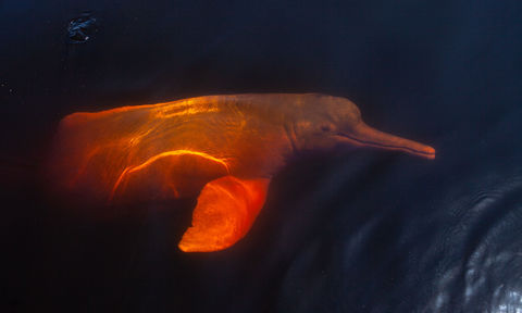 orange dolphin