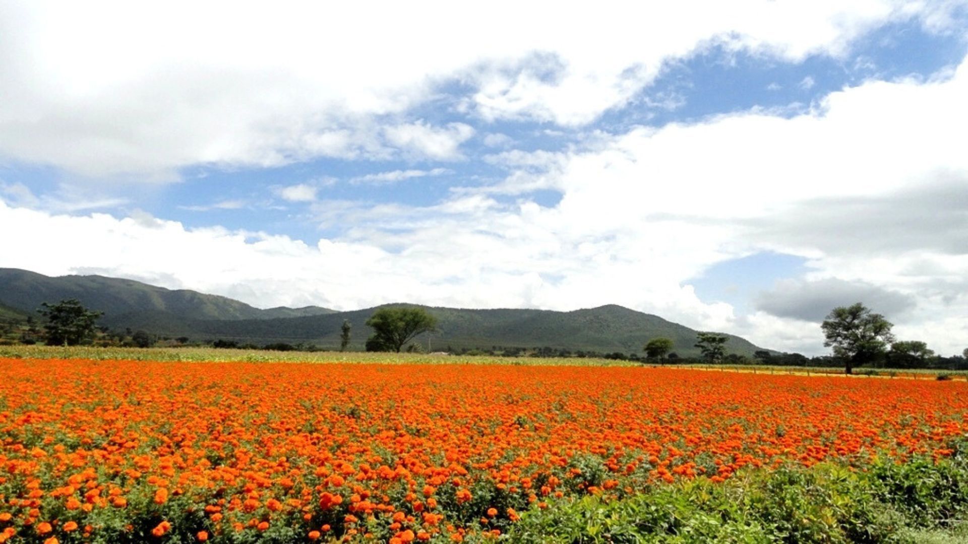 Gundlupet Tourist Places: Exploring The Picturesque 'Flower Pot Of India'