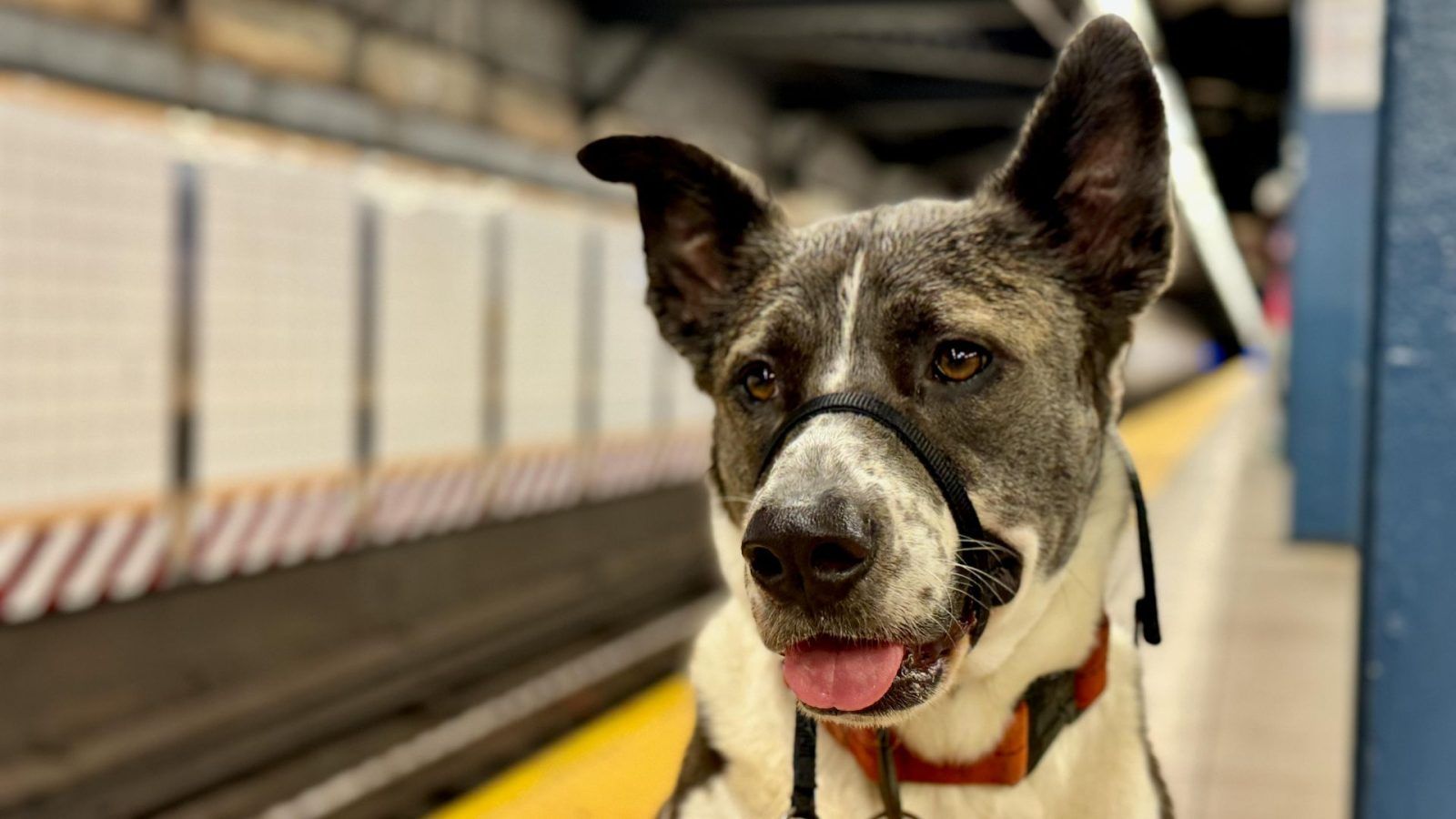 You Might Soon Be Able To Travel With Your Pets On The MTR