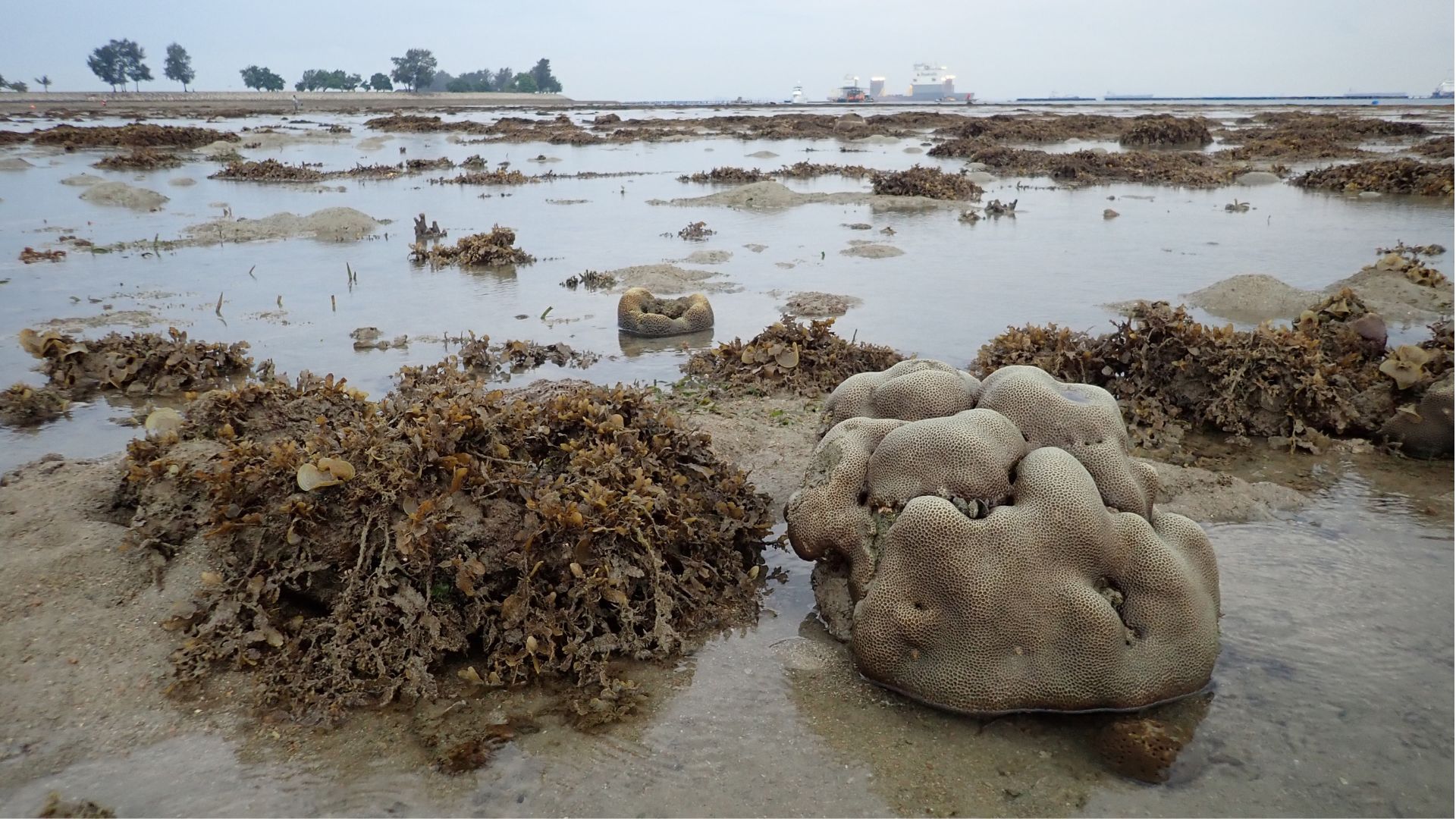 Semakau Island: A Secret Sanctuary That Went From Trash To Treasure