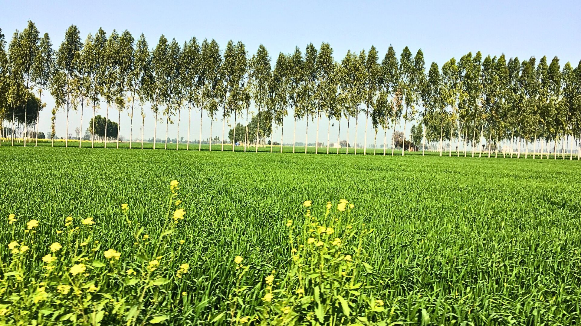 The Best Tourist Places In Punjab: Palaces, Pilgrimages, Phulkari Shops