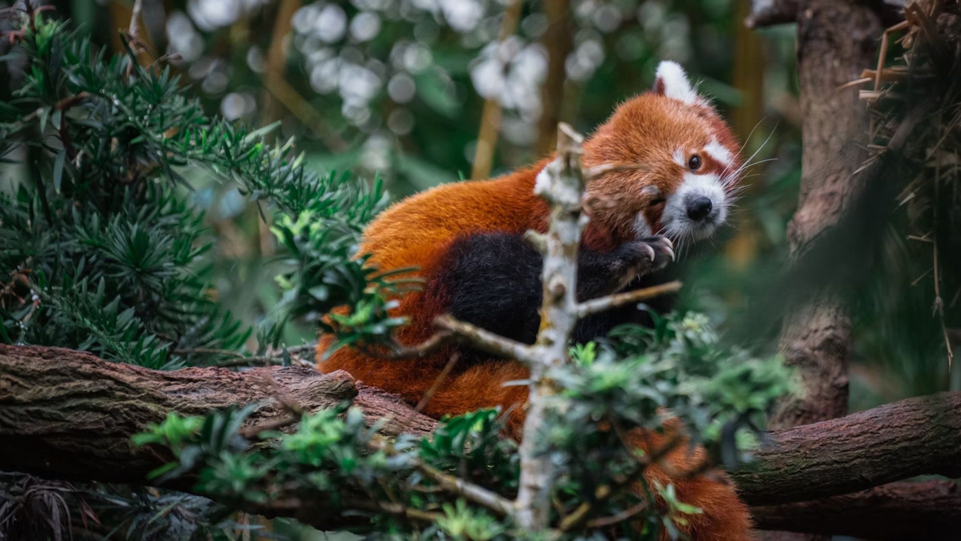 Singapore Wildlife Escapes For A Walk On The Wild Side