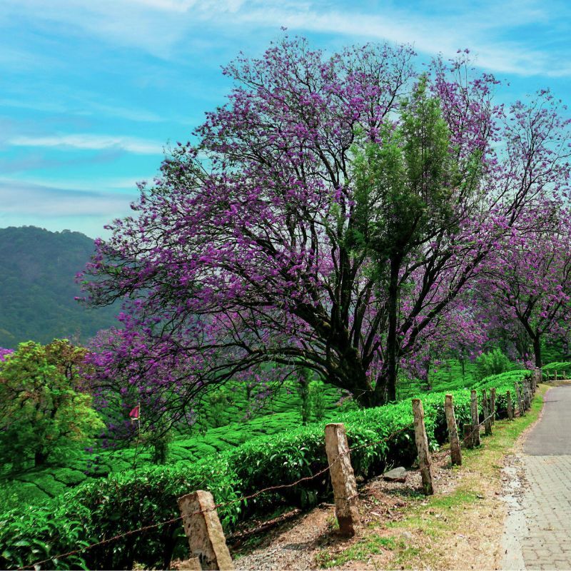 Tourist Attractions In Coorg, Your Ultimate Summer Getaway In Karnataka