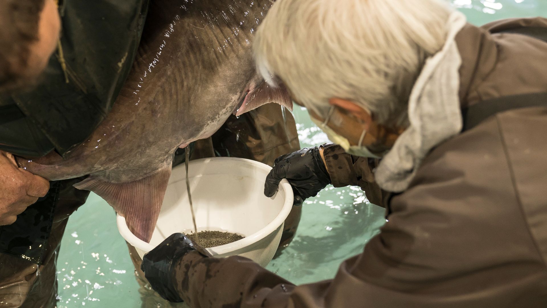 The Top Caviar Producing Places Every Connoisseur Should Visit