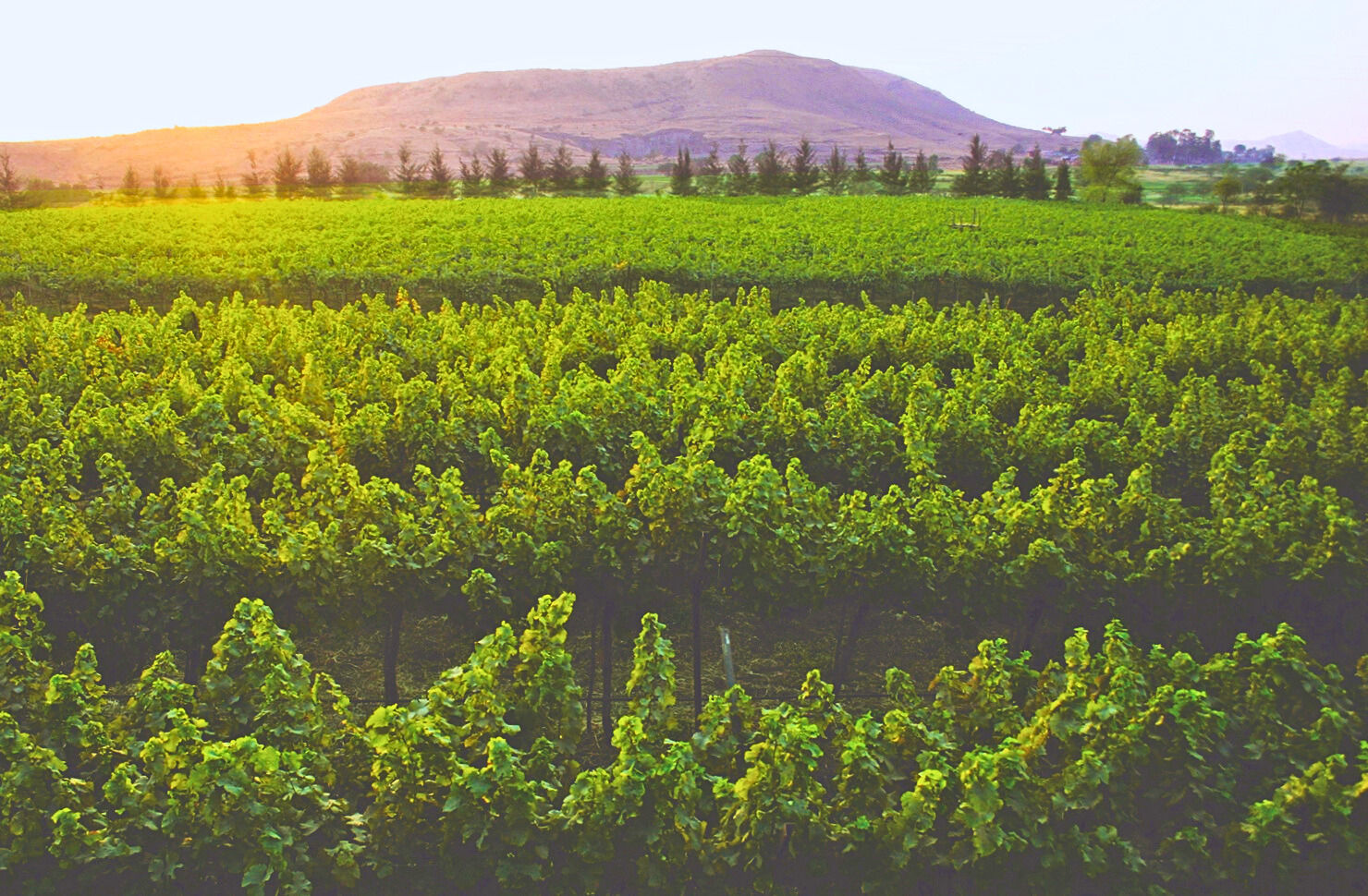 A Wine Lover's Guide To Nashik, 'India's Napa Valley'