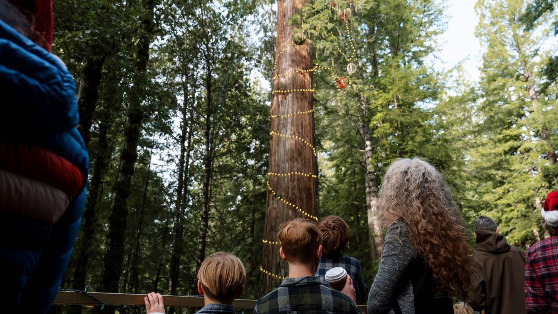 The World's Tallest Christmas Tree Is in a US Forest—How To Visit