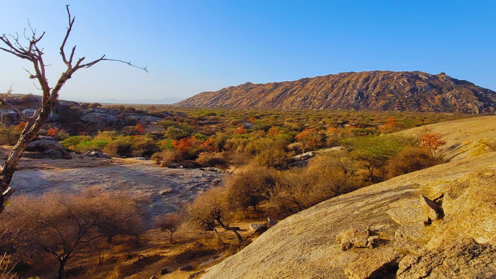 Jawai Leopard Safari: How I Chased The Spotted Sensation