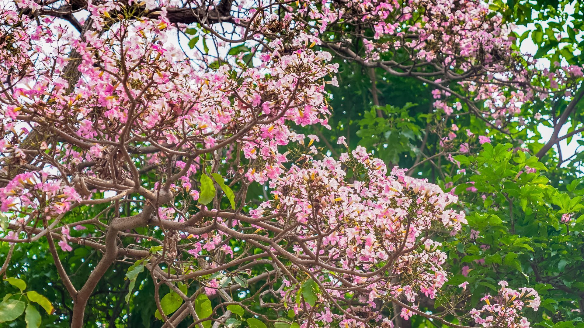 Best Places To See Cherry Blossom-Like Trumpet Flowers In Singapore