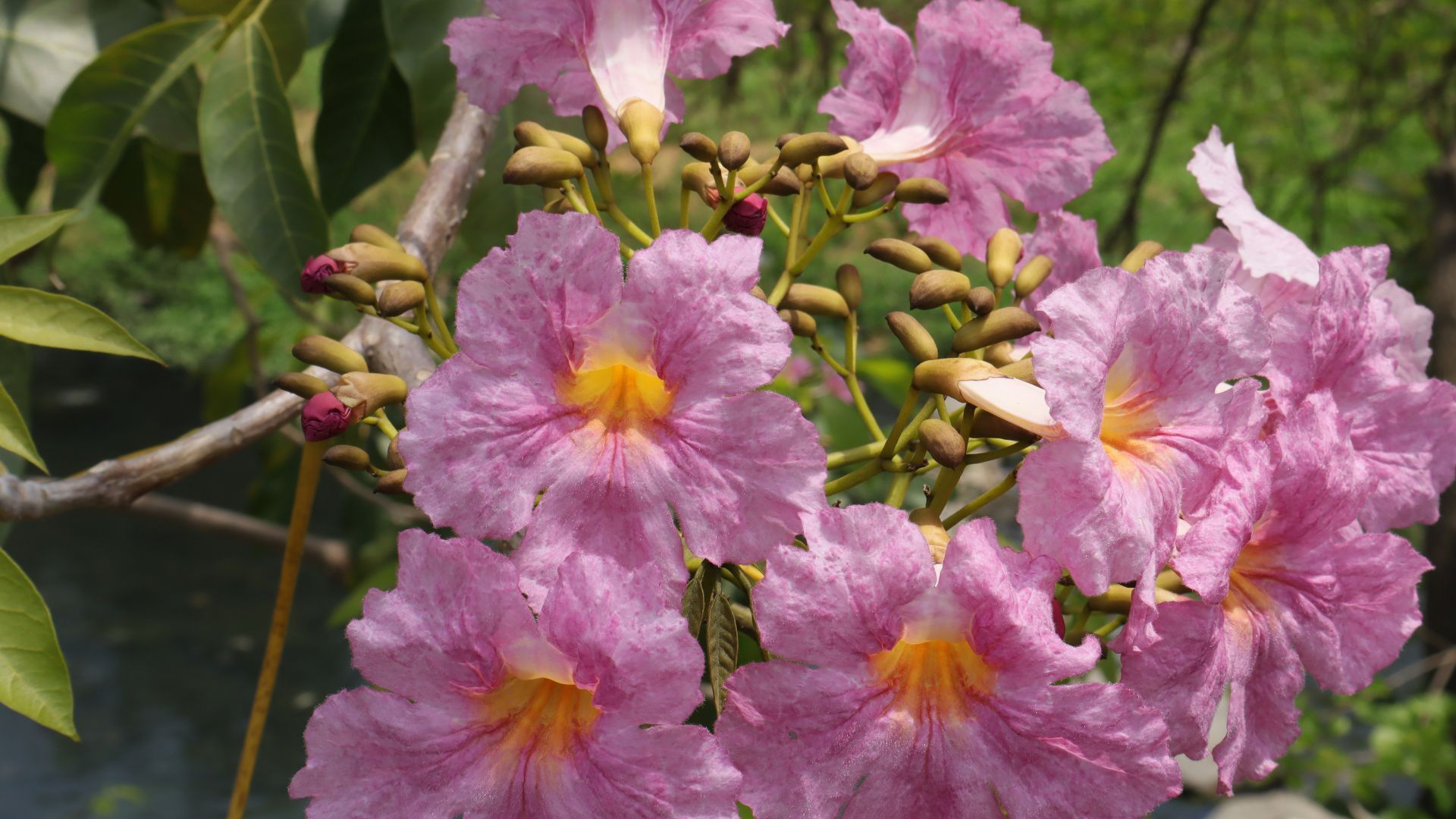 Best Places To See Cherry Blossom-Like Trumpet Flowers In Singapore